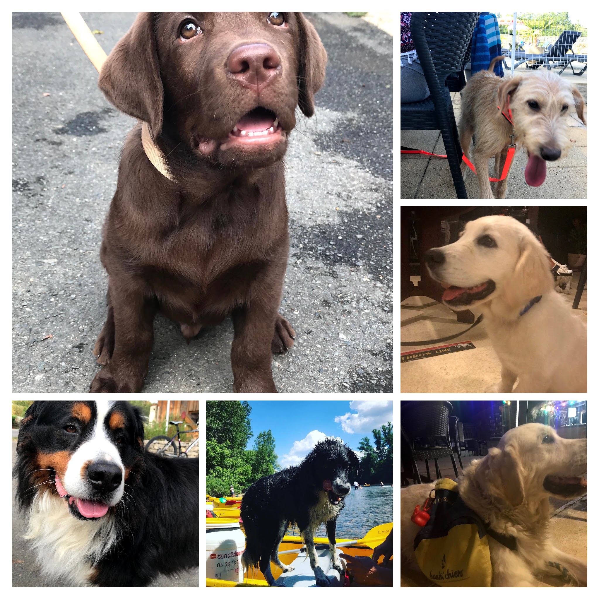 Campsite Dordogne accepting dogs